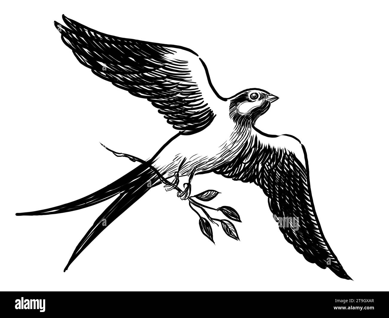 Hand drawn illustration drawing swallow hi-res stock photography and ...
