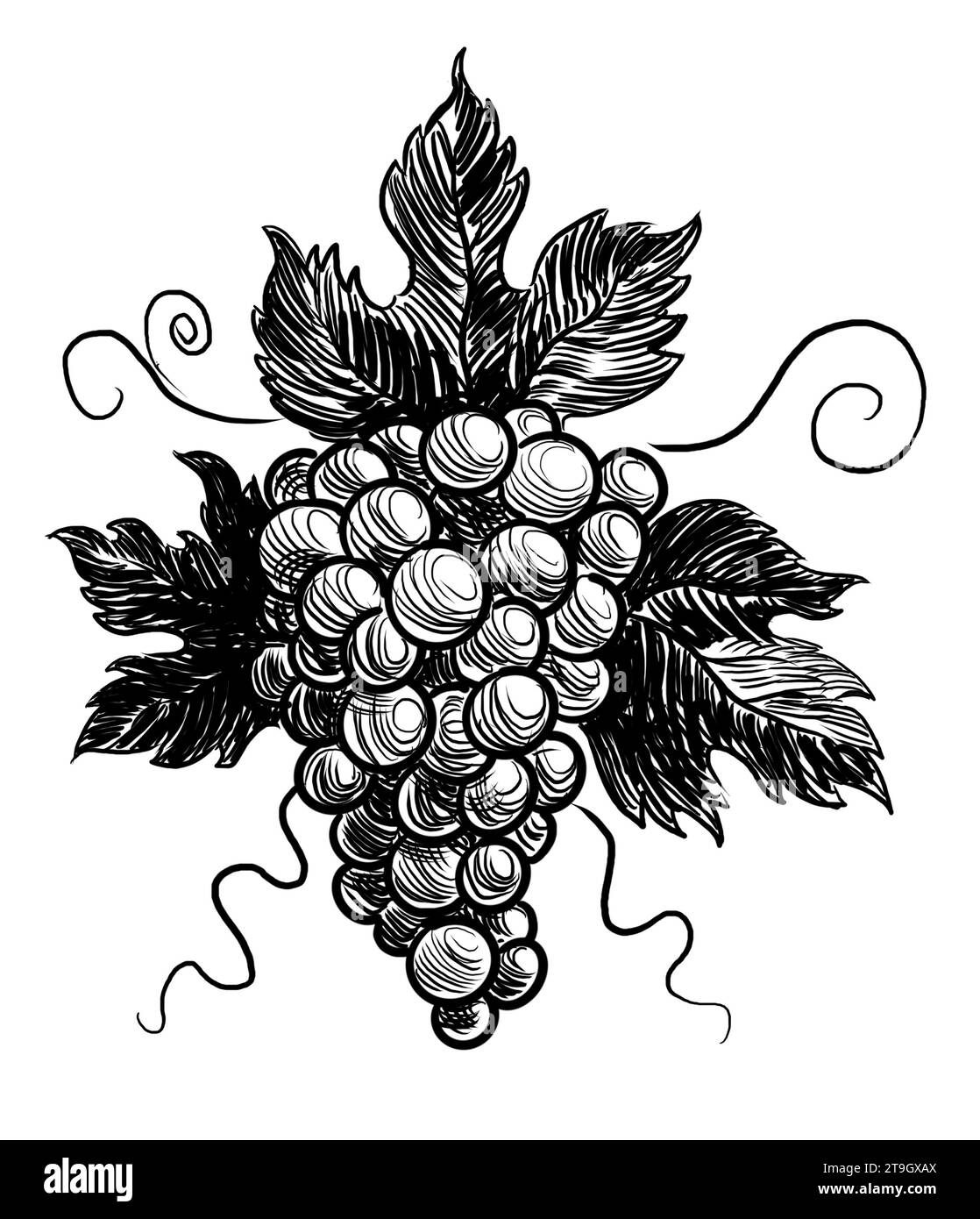 Bunch of grapes. Hand-drawn black and white drawing Stock Photo - Alamy