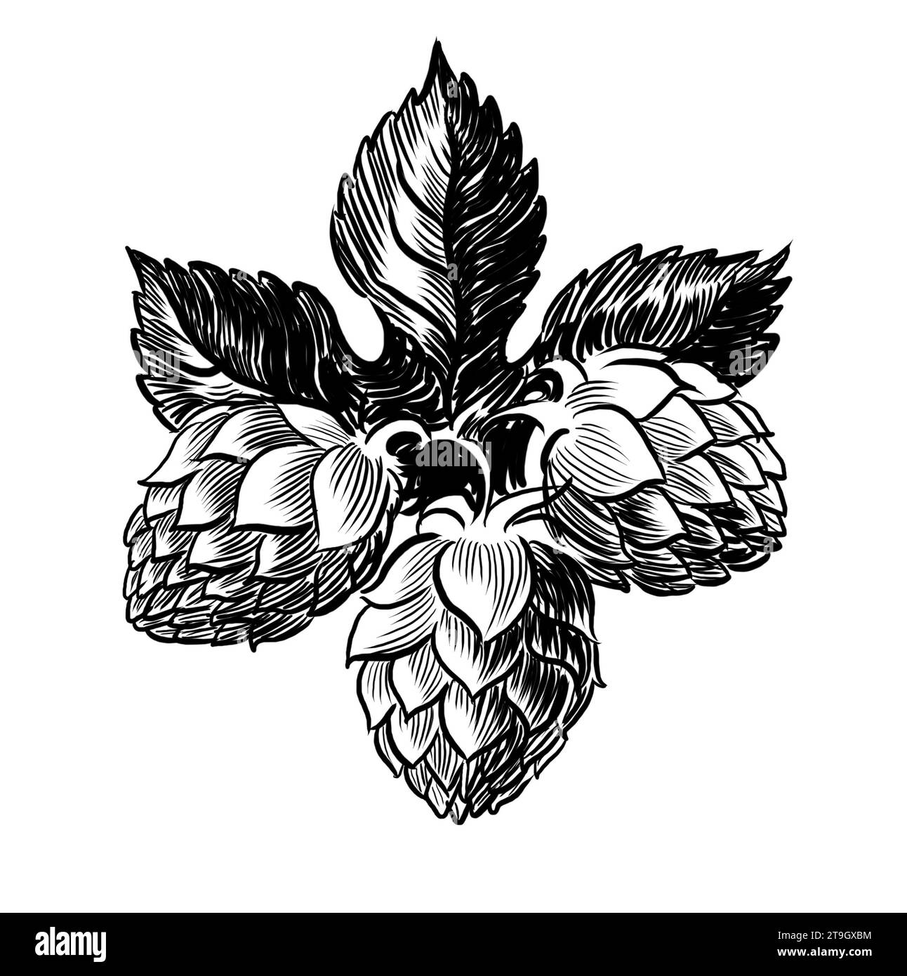 Hop plant. Hand-drawn black and white illustration Stock Photo - Alamy