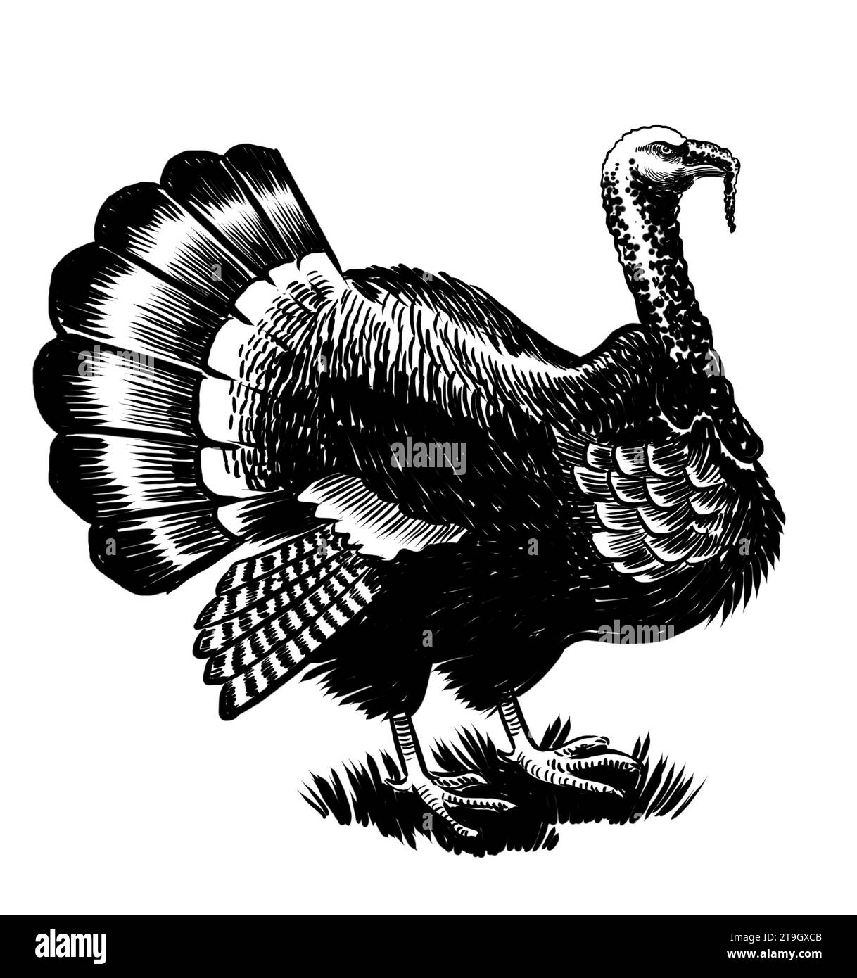 Turkey bird drawing Black and White Stock Photos & Images - Alamy