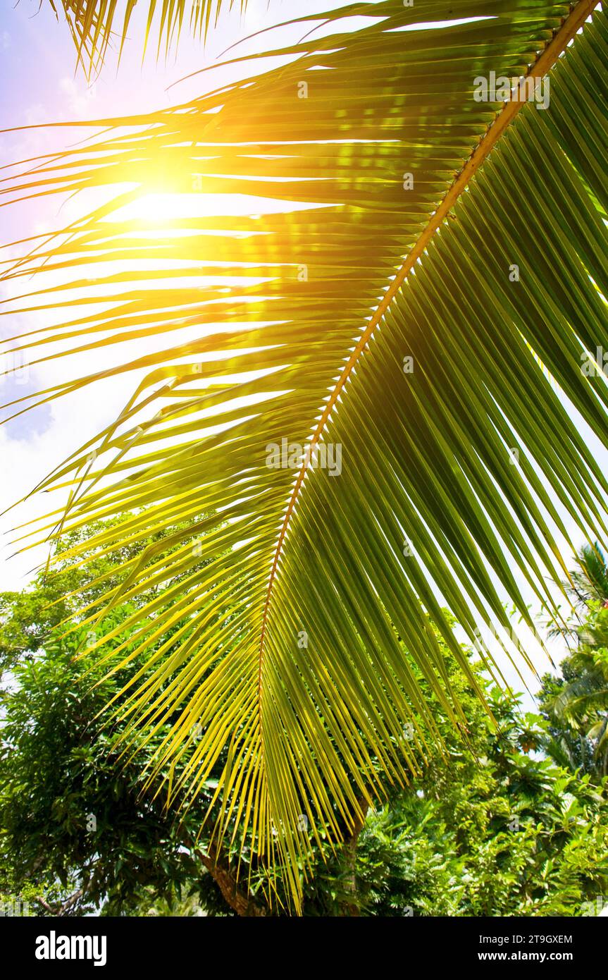 Coconut palm leaf against a background of blue sky and bright sun ...