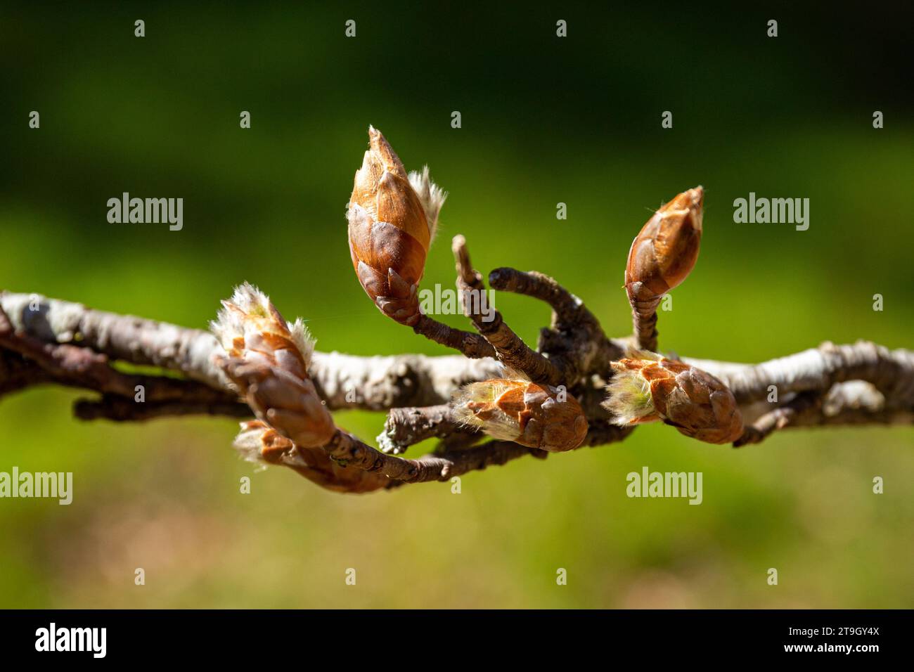 Beech buds hi-res stock photography and images - Alamy