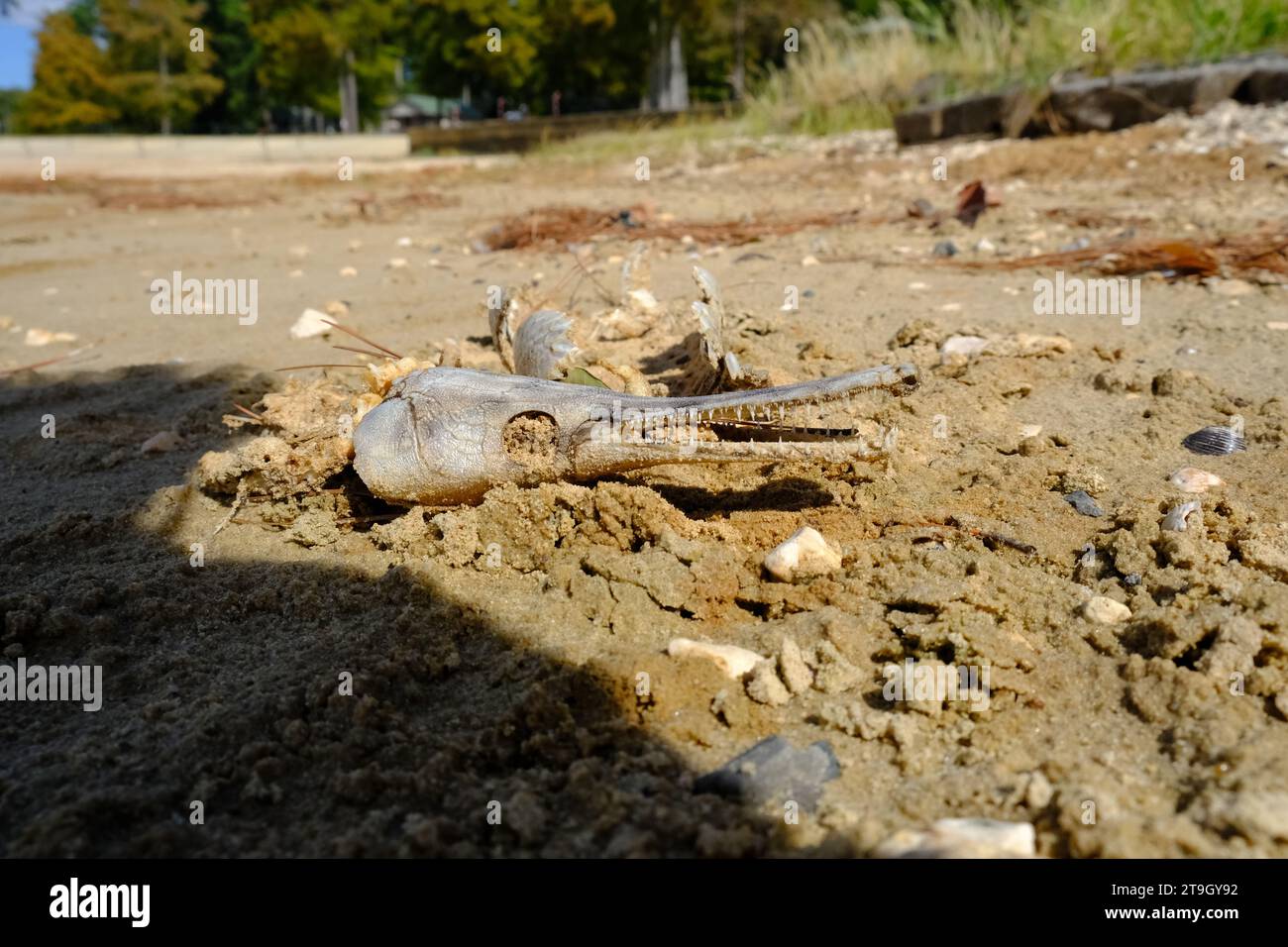 This is a gar fish skull on the beach of Cypress Bend Park. It is part ...