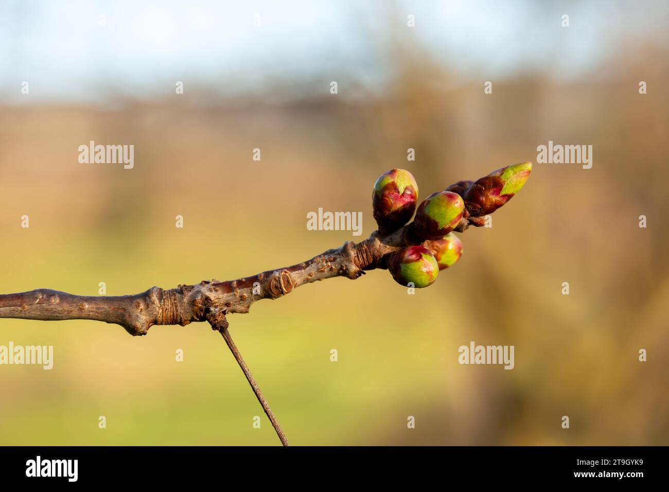 Prunus arium hi-res stock photography and images - Alamy