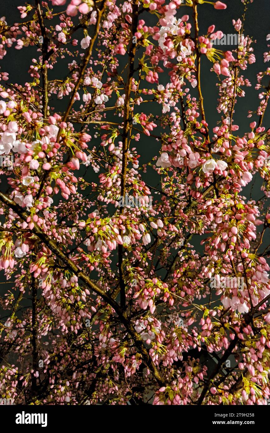Flowering cherry trees photographed in low artificial light at night ...