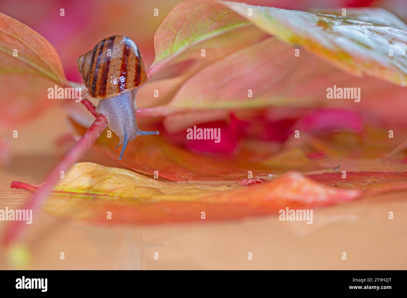 In rainy weather, snails among the autumn leaves Stock Photo - Alamy