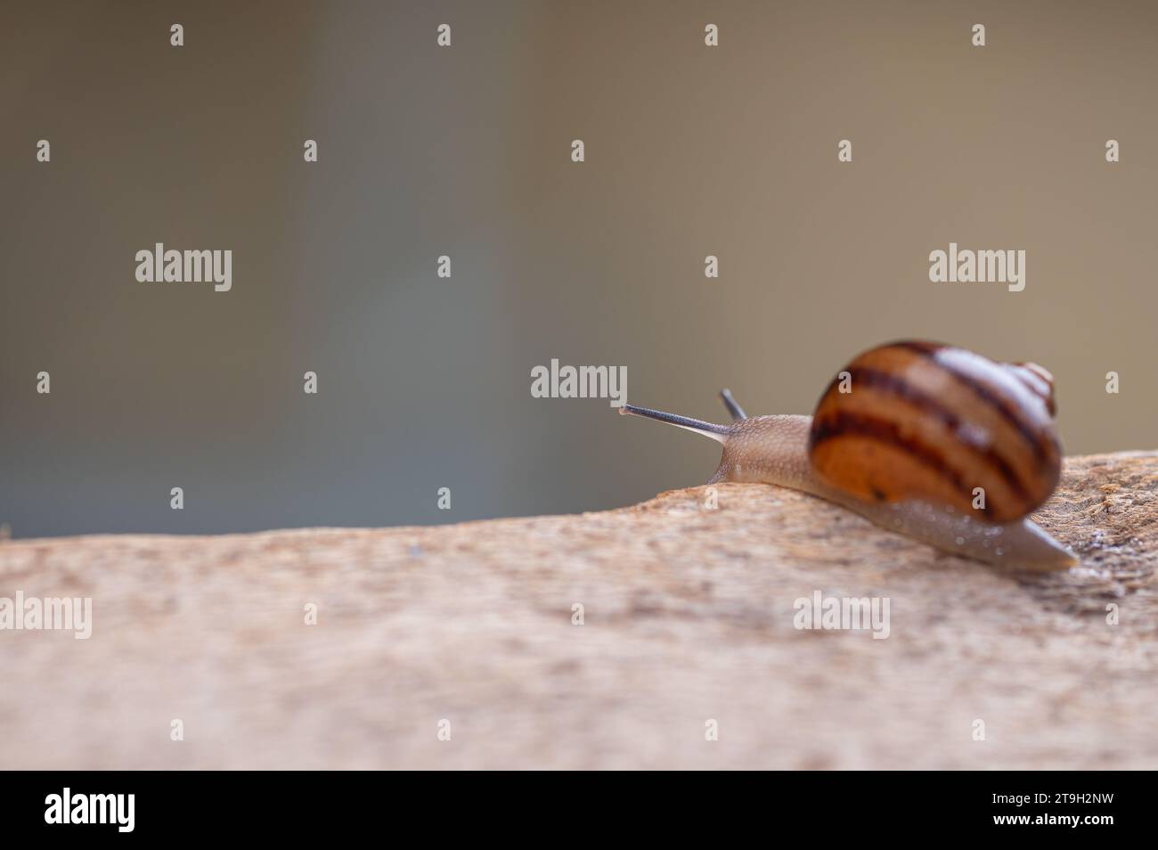 Snail shell spiral hi-res stock photography and images - Alamy