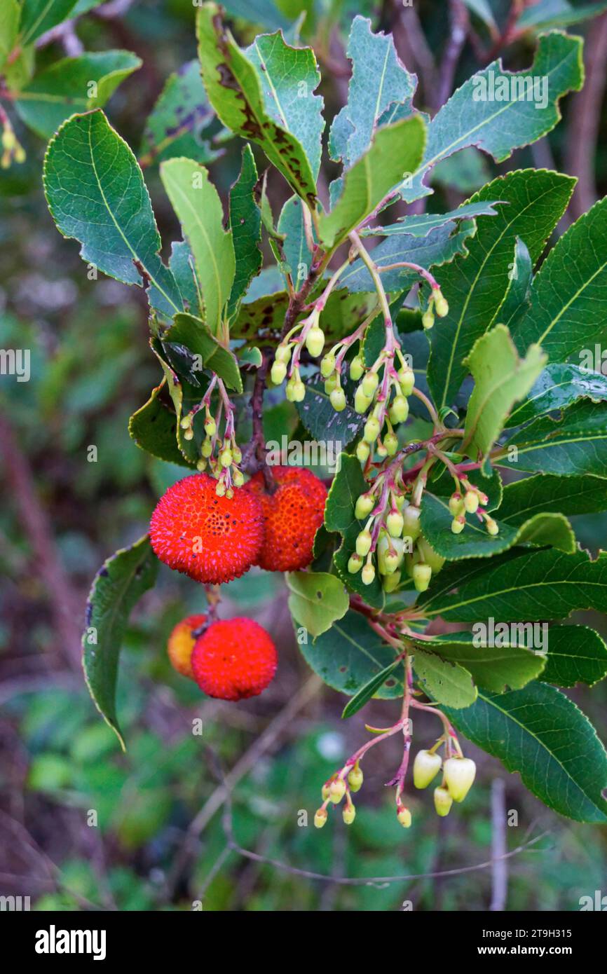 branche d'arbousier avec l'arbouse son fruit / branch of arbutus with ...