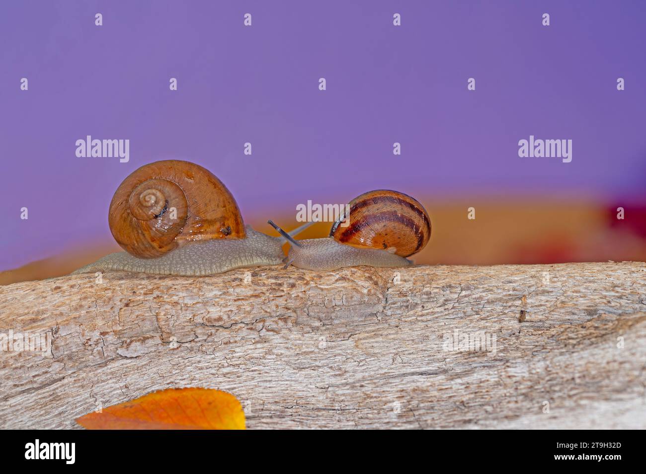 A pair of snails on a tree stump. Purple background Stock Photo - Alamy