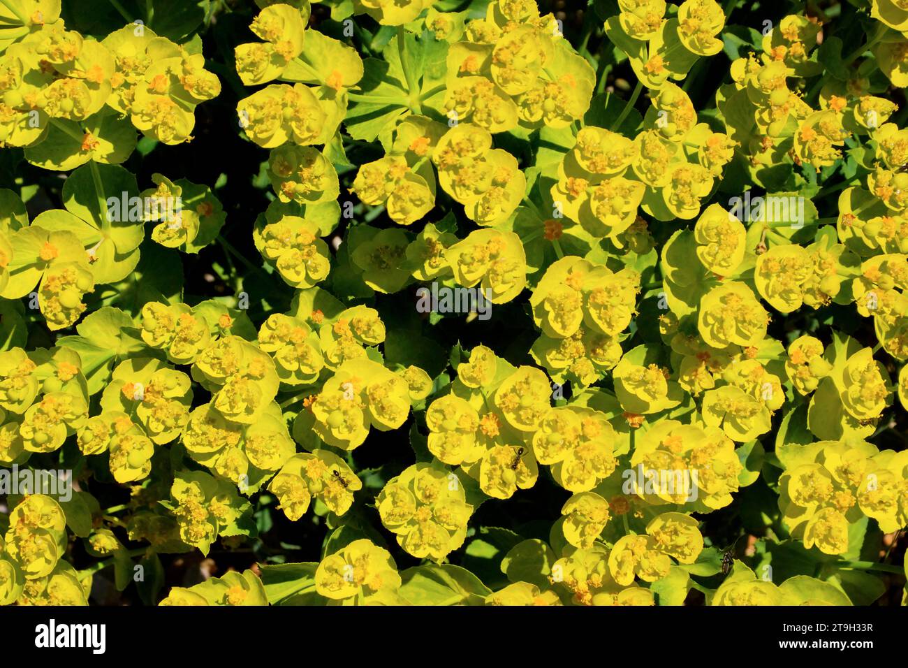 Euphorbe méditerranéenne (Euphorbia characias), euphorbe des guarrigues ...