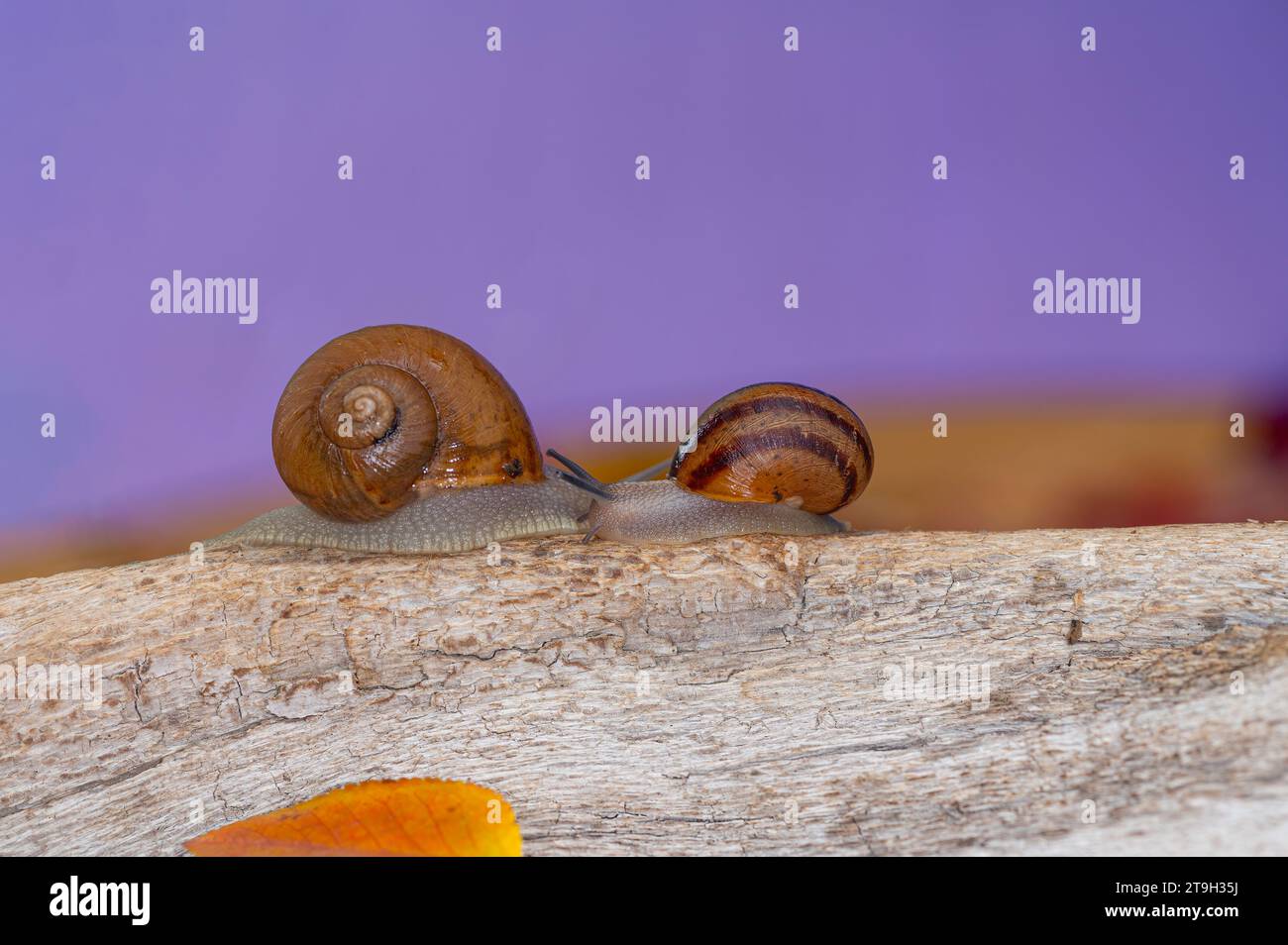 A pair of snails on a tree stump. Purple background Stock Photo - Alamy