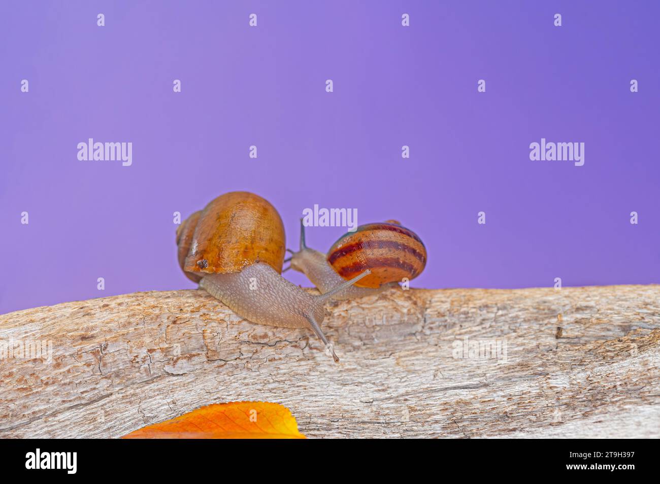 A pair of snails on a tree stump. Purple background Stock Photo - Alamy