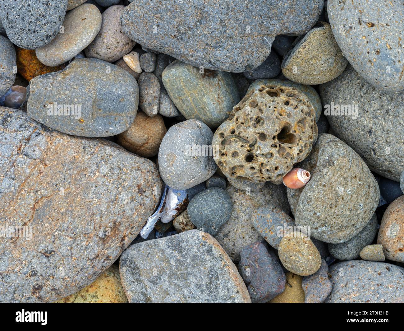 Pacific seashells hi-res stock photography and images - Alamy