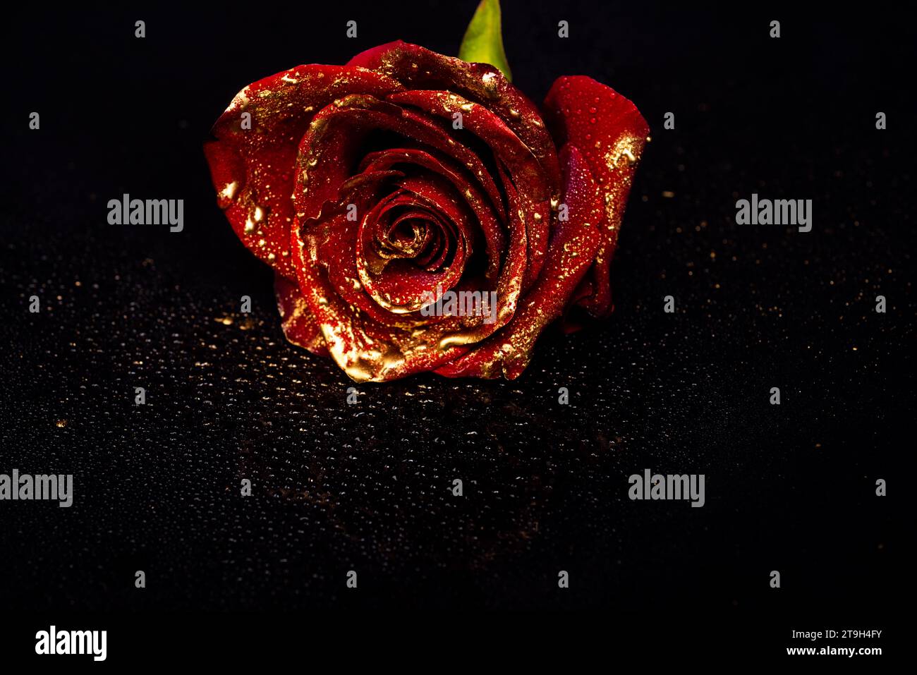 Rose with gold paint petals. Closeup of golden roses. Gold rose ...