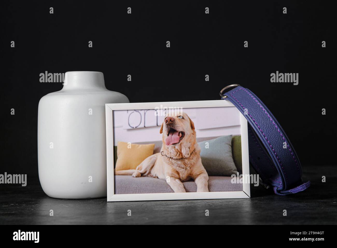 Frame with picture of dog, mortuary urn and collar on dark background ...