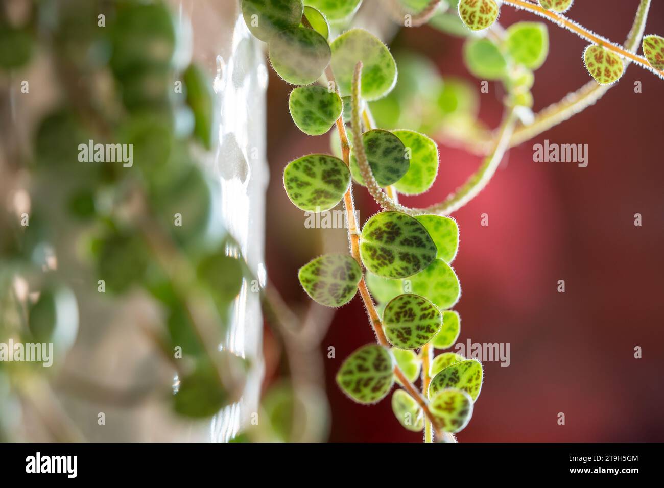 Close-up of Peperomia Prostrata string of turtles trailing houseplant ...