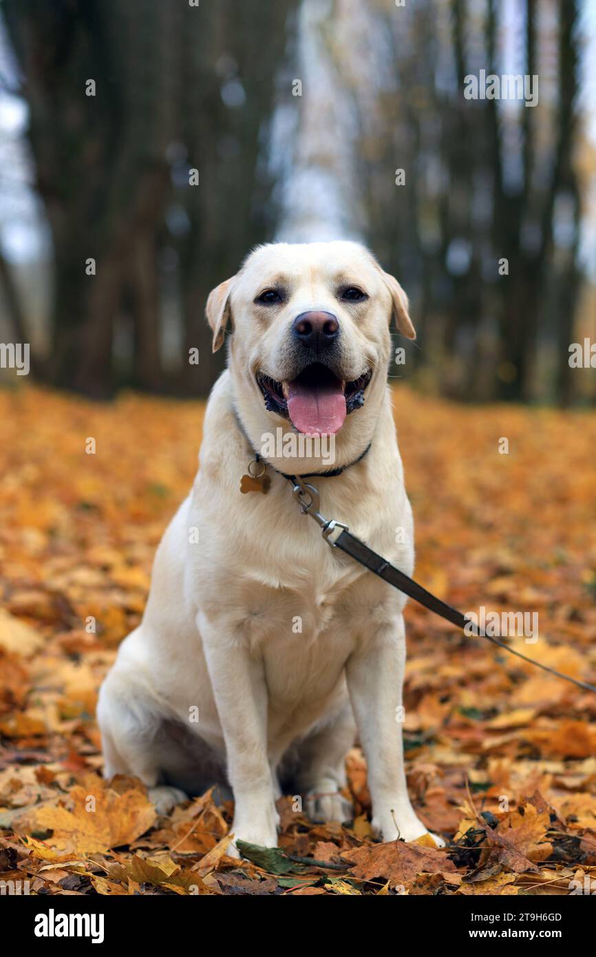White labrador in autumn scenery hi-res stock photography and images ...