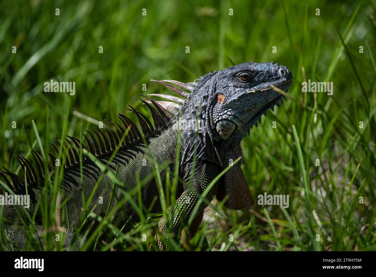 Iguana dragon. Iguana lizard on a stone. Green lizards iguana. Big ...