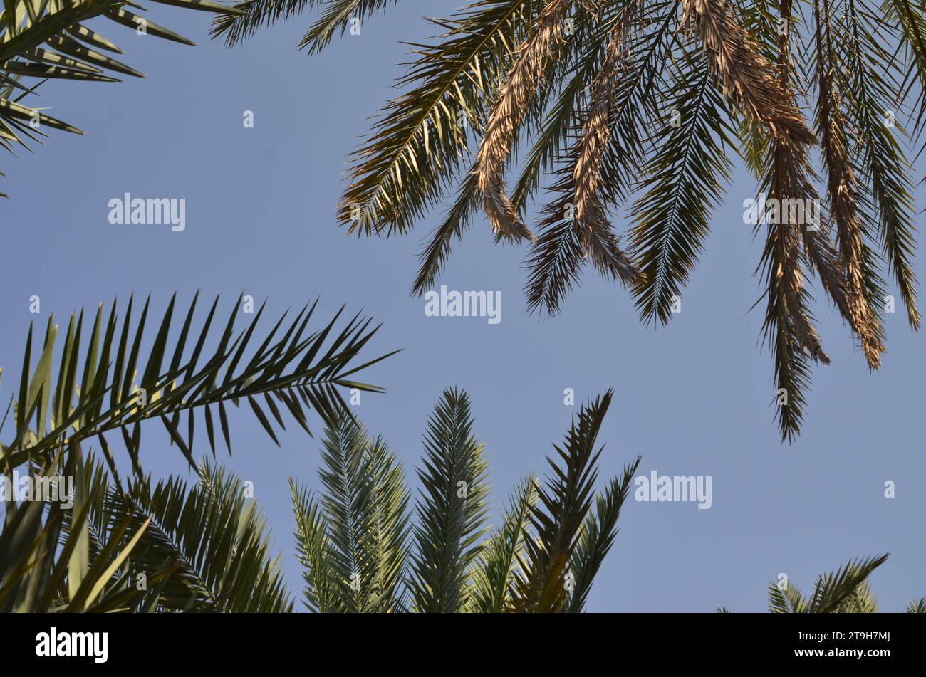 Date palm fronds and blue sky over AlUla, Saudi Arabia Stock Photo - Alamy
