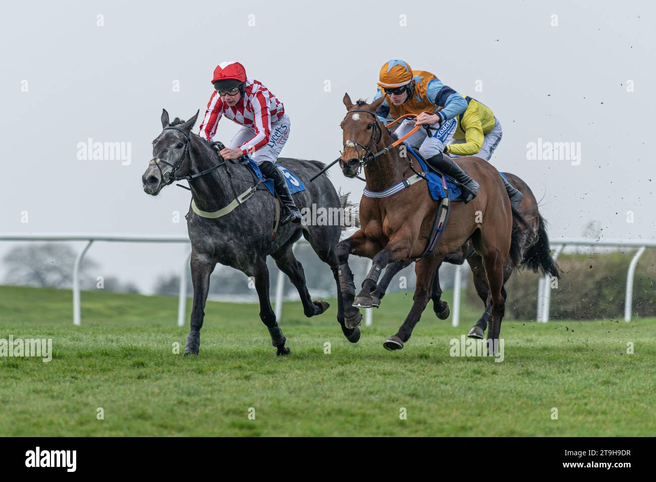 Esprit de Somoza being led around Stock Photo - Alamy