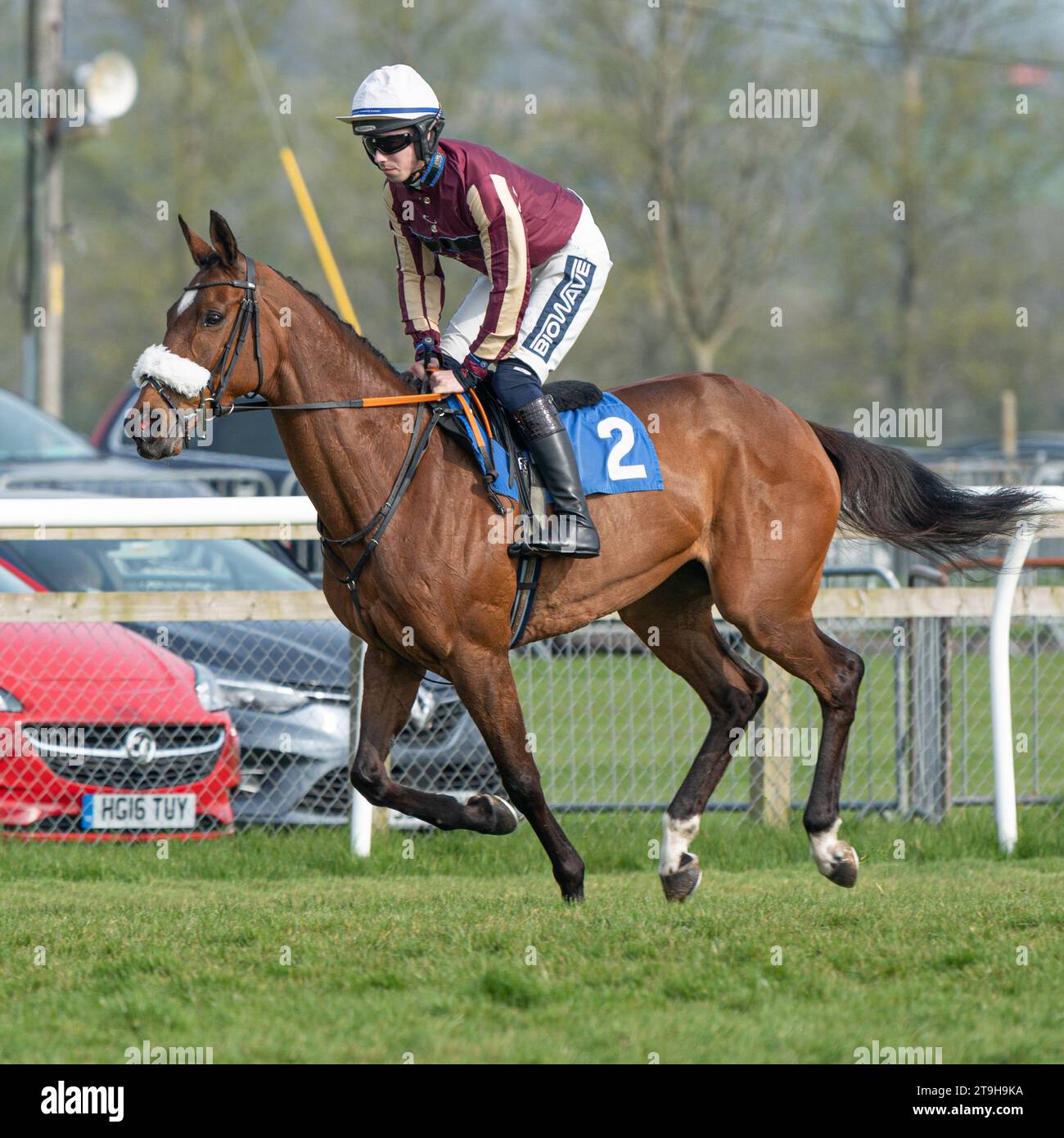 Maliboo cantering to the start at Wincanton Stock Photo - Alamy