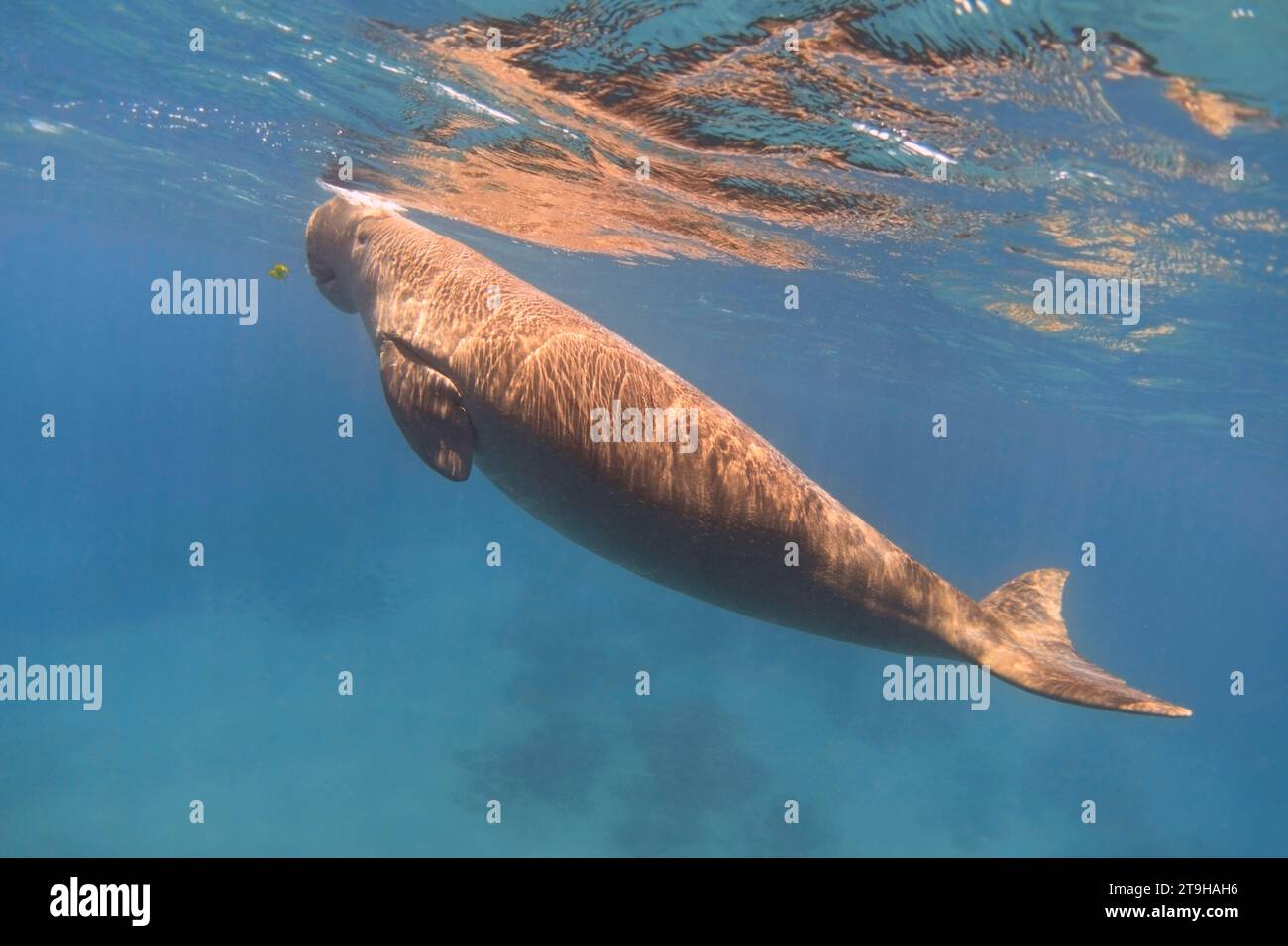 Dugong (Dugong dugon) breathes. Sea cow Stock Photo - Alamy