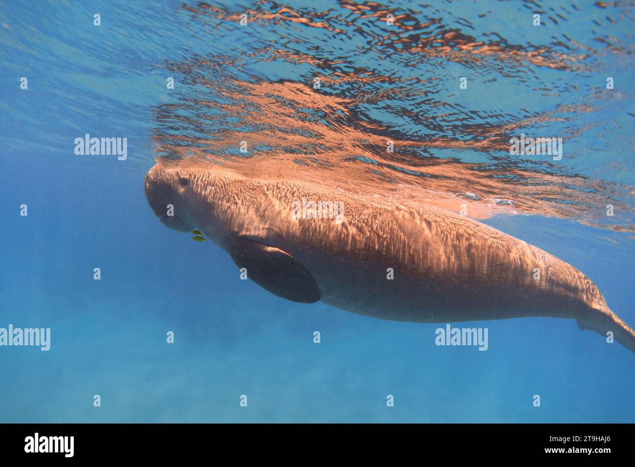 Dugong (Dugong dugon) underwater near the surface of the blue sea. Sea ...