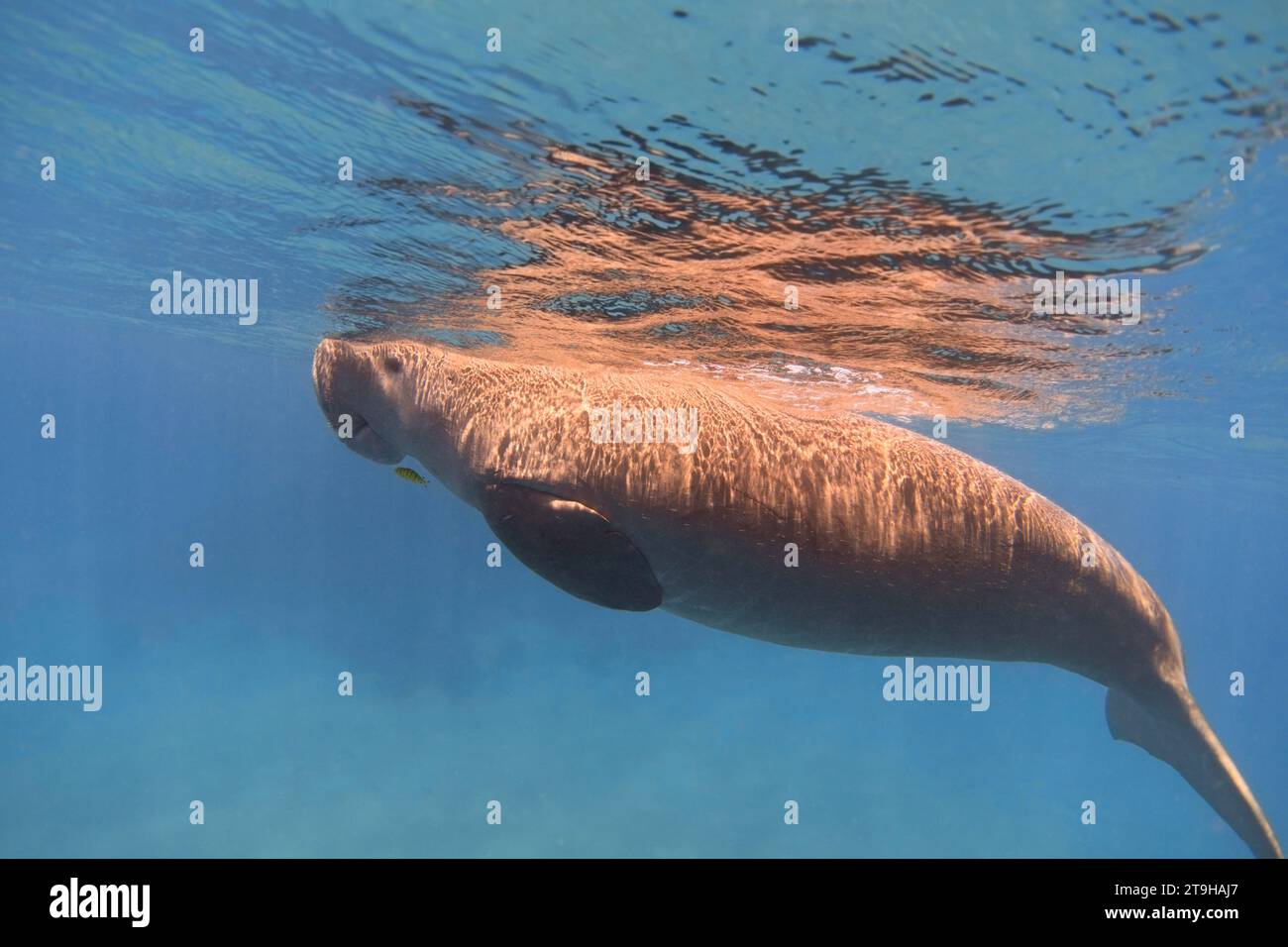 Dugong (Dugong dugon) underwater. Sea cow Stock Photo - Alamy
