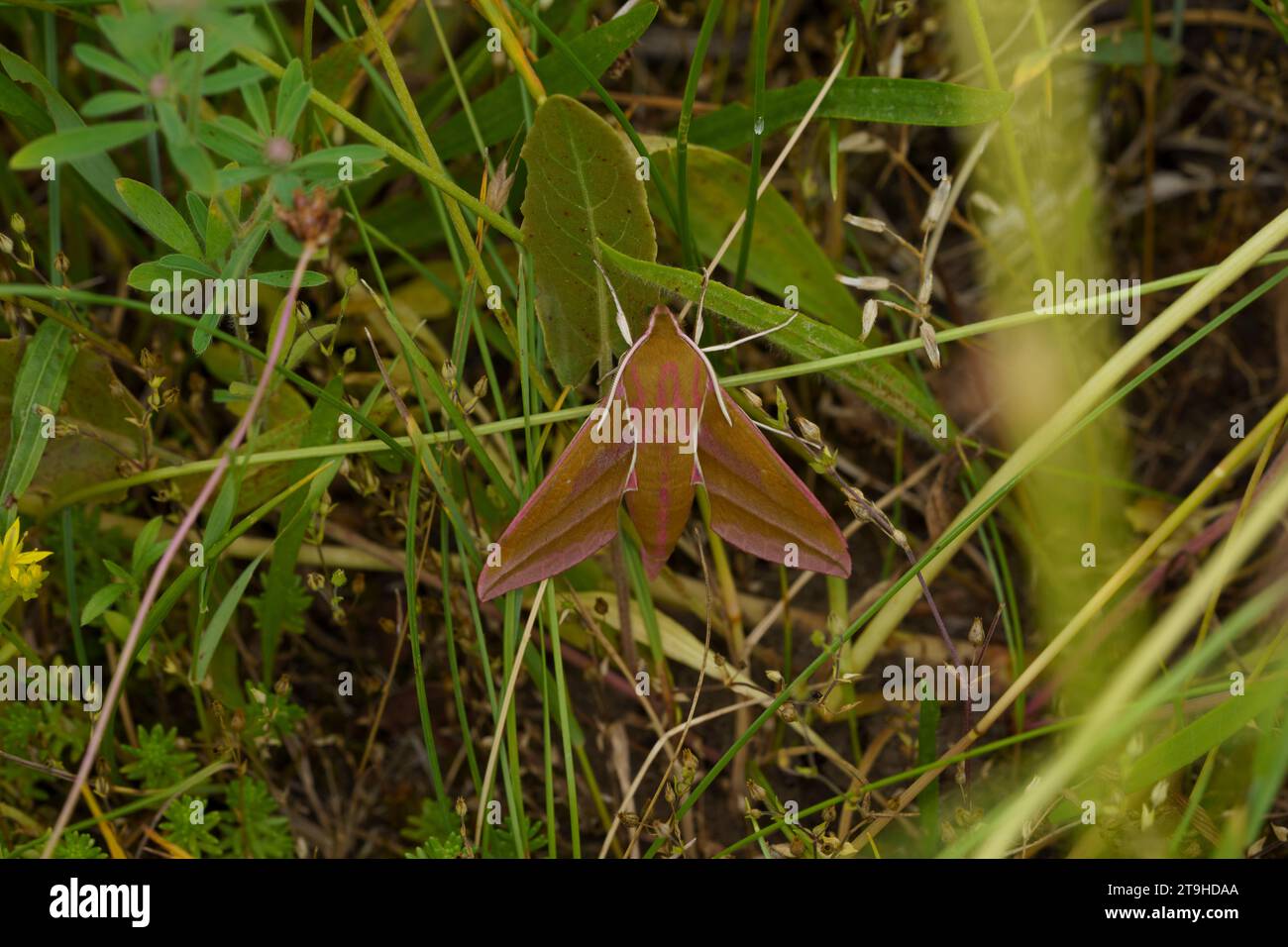 Deilephila elpenor Family Sphingidae Genus Deilephila Elephant hawk ...