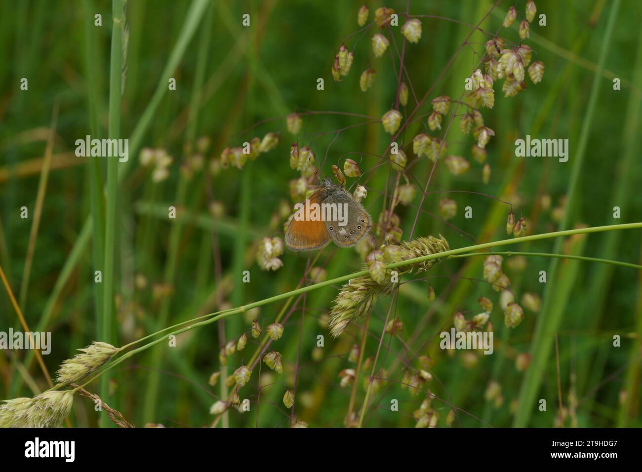 Coenonympha glycerion Family Nymphalidae Genus Coenonympha Chestnut ...