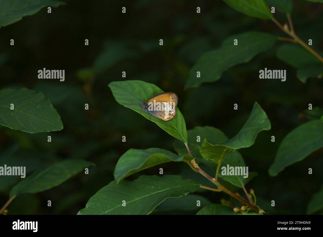 Coenonympha arcania Family Nymphalidae Genus Coenonympha Pearly heath ...