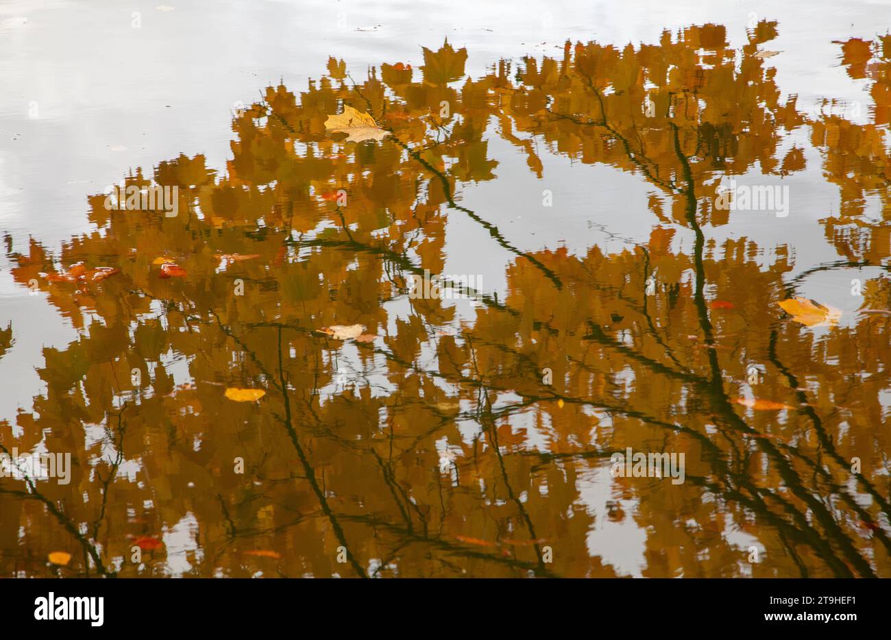 Reflection on leaves hi-res stock photography and images - Alamy
