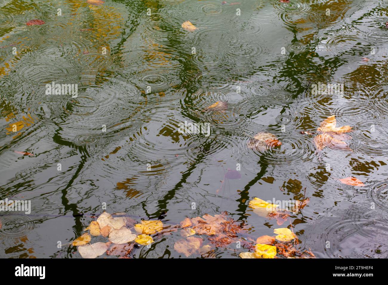 Leaves on water background hi-res stock photography and images - Alamy