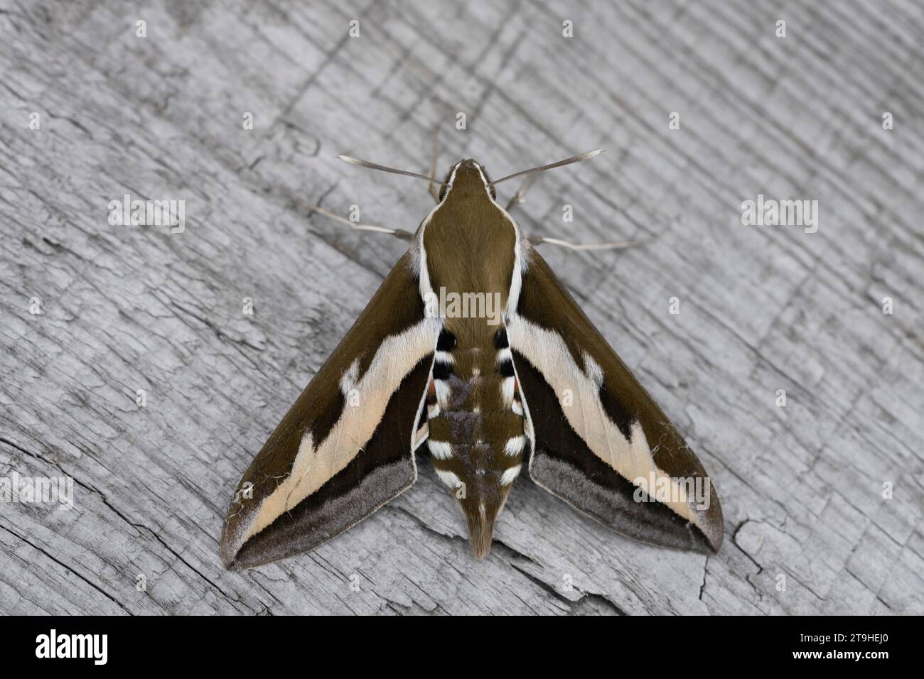 Hyles gallii Family Sphingidae Genus Hyles Bedstraw hawk-moth wild ...