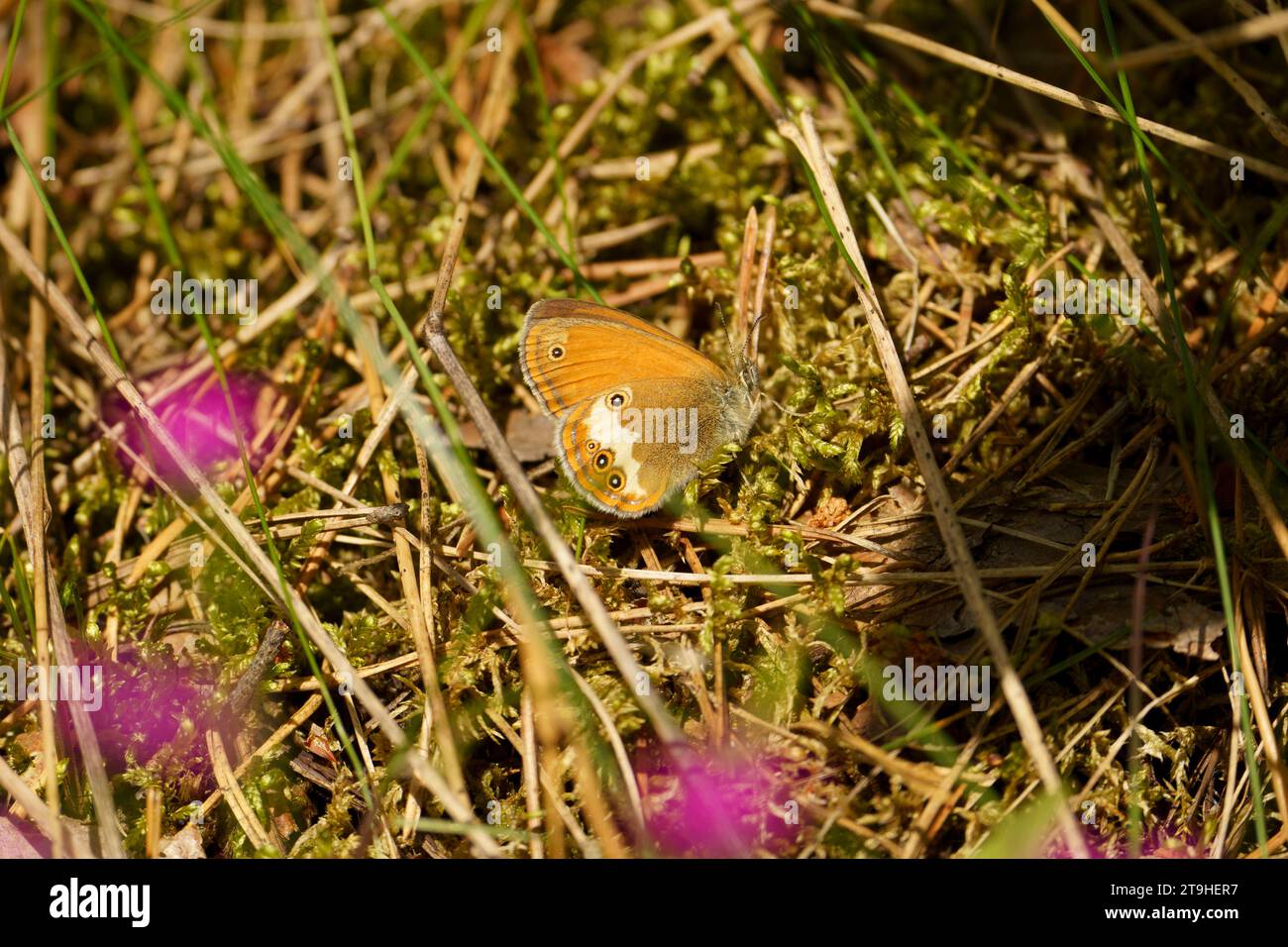 Coenonympha arcania Family Nymphalidae Genus Coenonympha Pearly heath ...