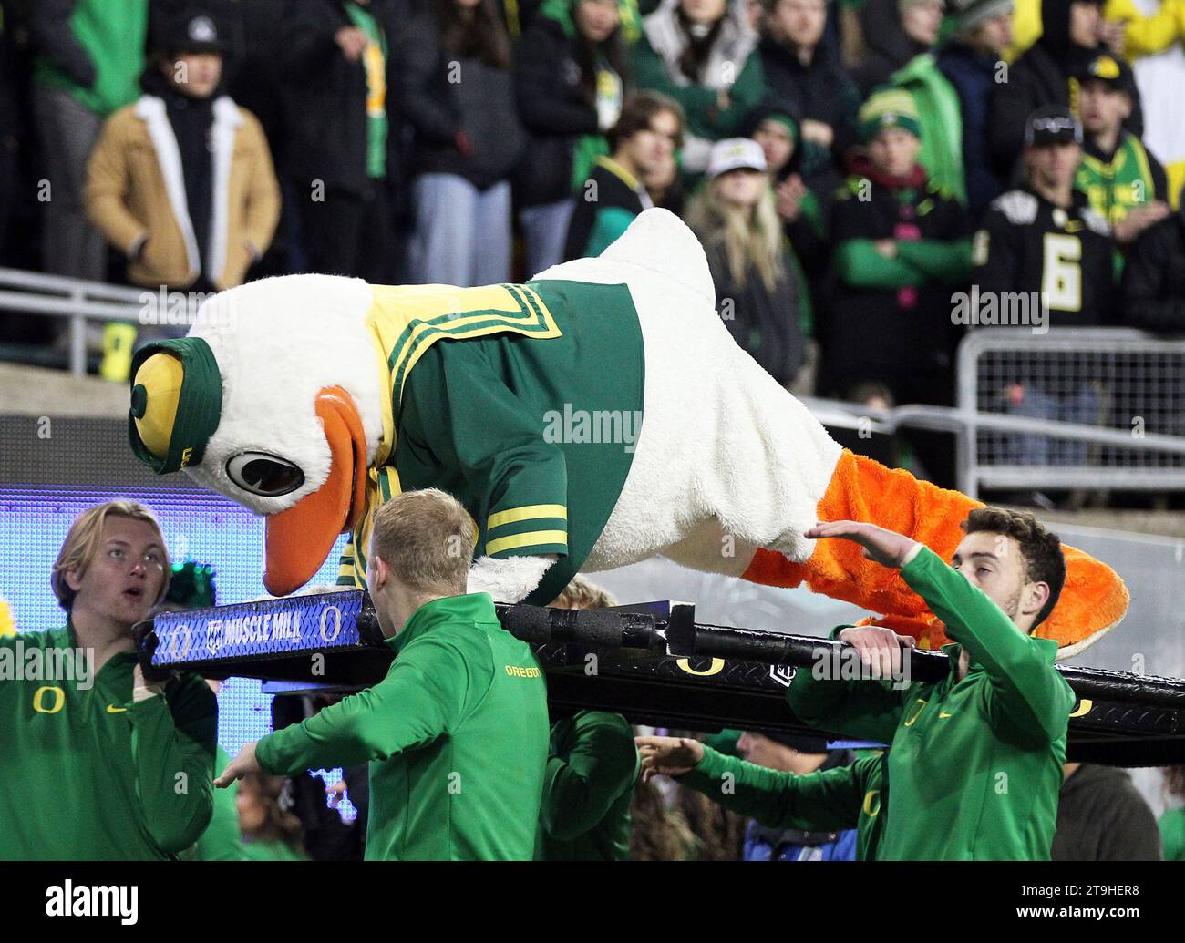 November 24, 2023: The Oregon Duck does his required pushups after ...