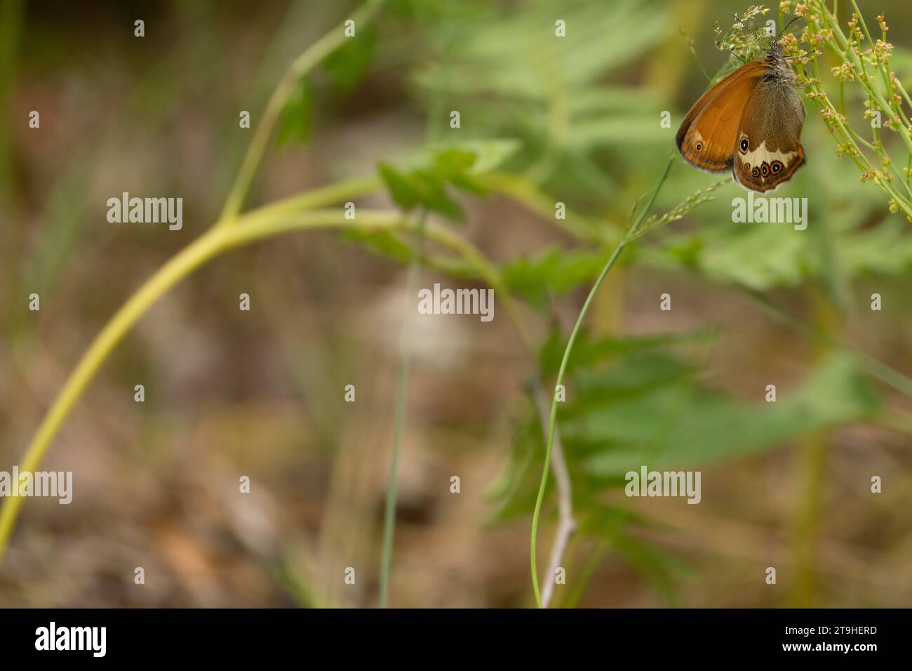 Coenonympha arcania Family Nymphalidae Genus Coenonympha Pearly heath ...