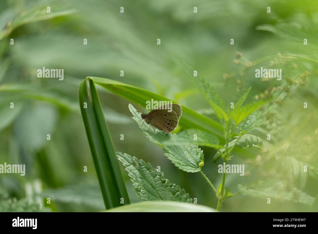 Aphantopus hyperanthus Family Nymphalidae Genus Aphantopus Ringlet ...