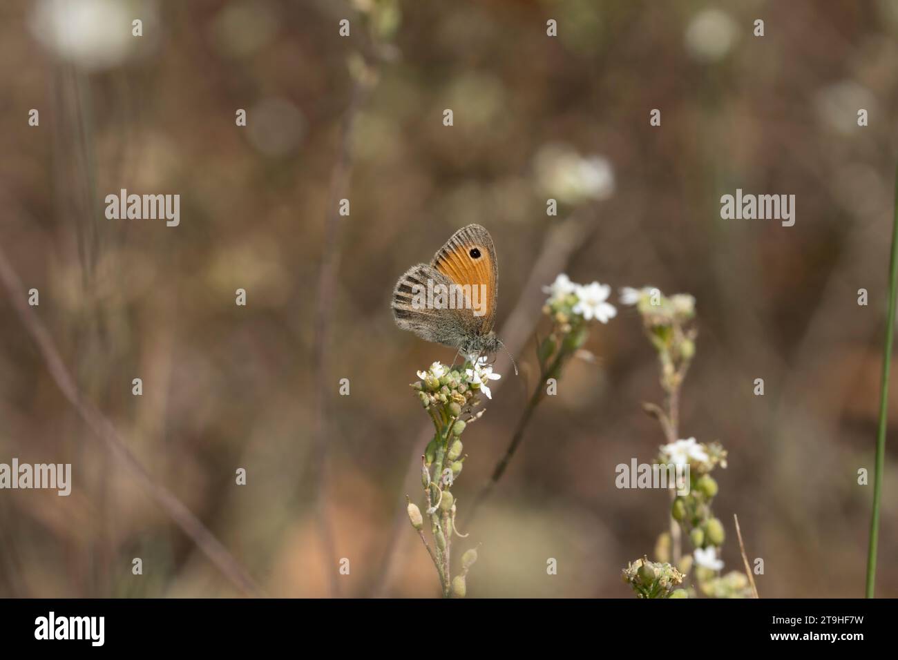 Coenonympha pamphilus Family Nymphalidae Genus Coenonympha Small heath ...