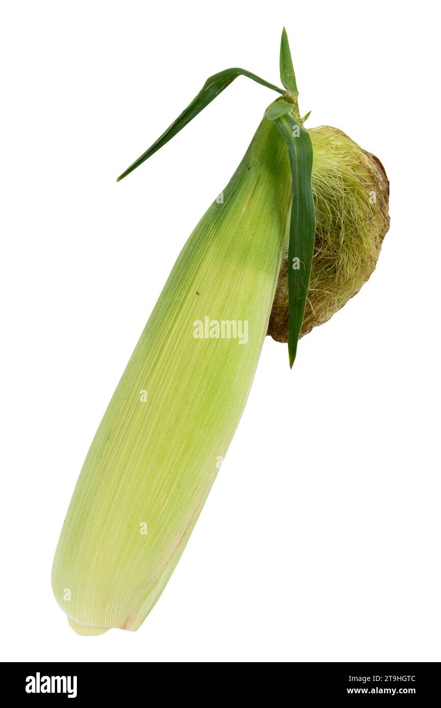one fresh corn ears with green leaves isolated on white background with ...