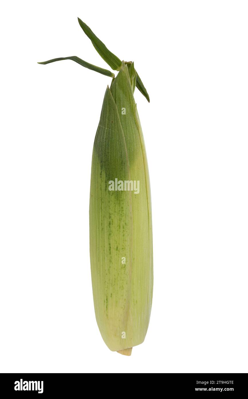 one fresh corn ears with green leaves isolated on white background ...