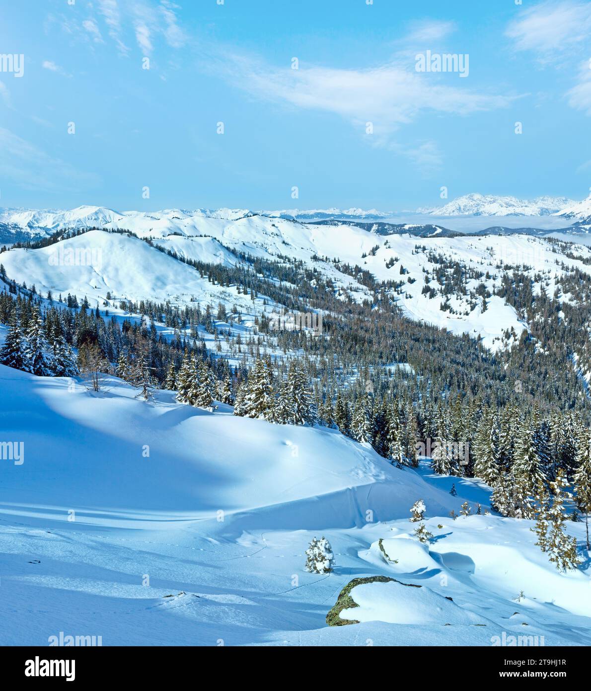 Winter mountain landscape with snowy spruce trees on slope (Hochkoenig ...