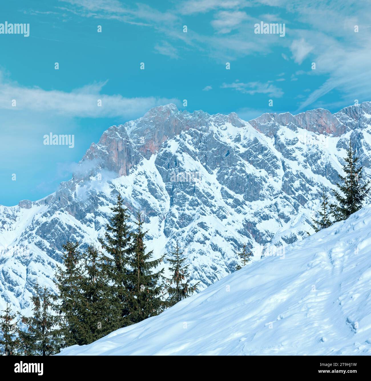 Winter mountain landscape with snowy spruce trees on slope (Hochkoenig ...