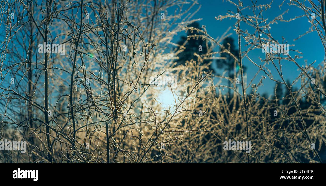 Thin birch branches covered hoarfrost hi-res stock photography and ...