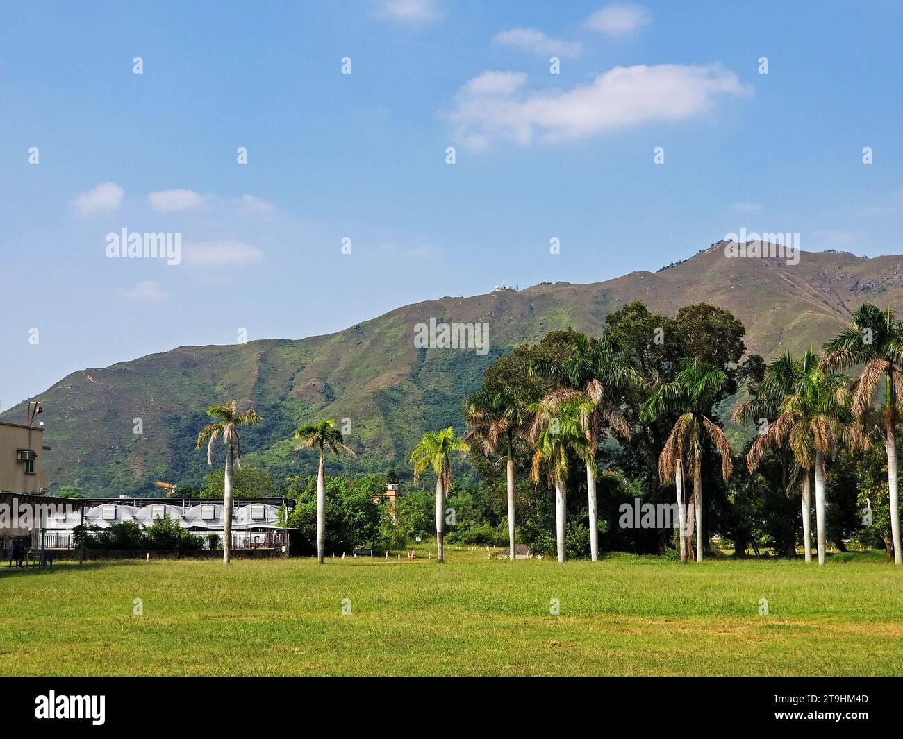 A group of palm trees in front of a mountain under a blue sky in Hong ...