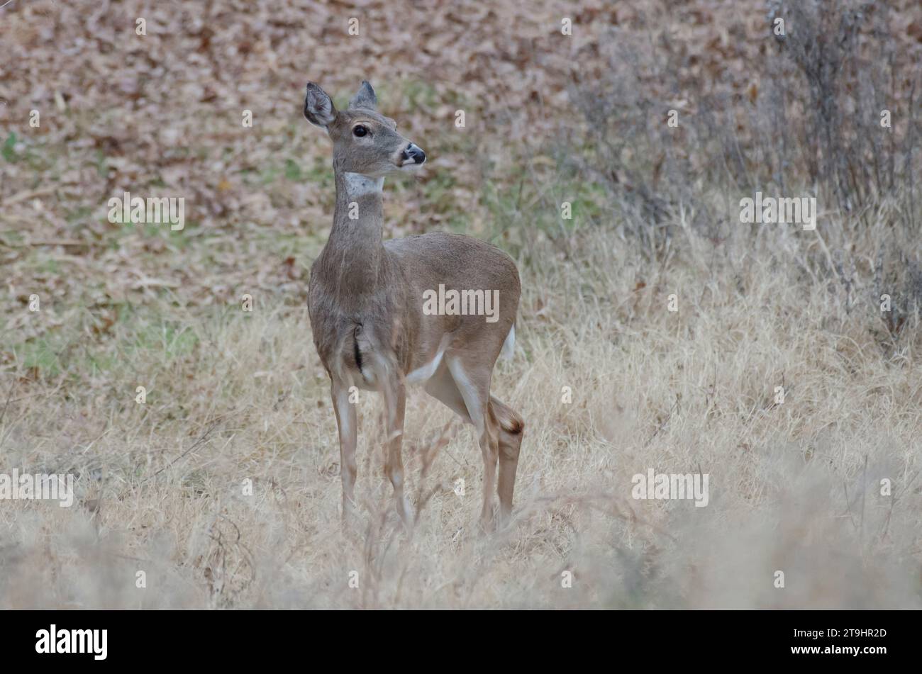 White tailed doe cross hi-res stock photography and images - Alamy