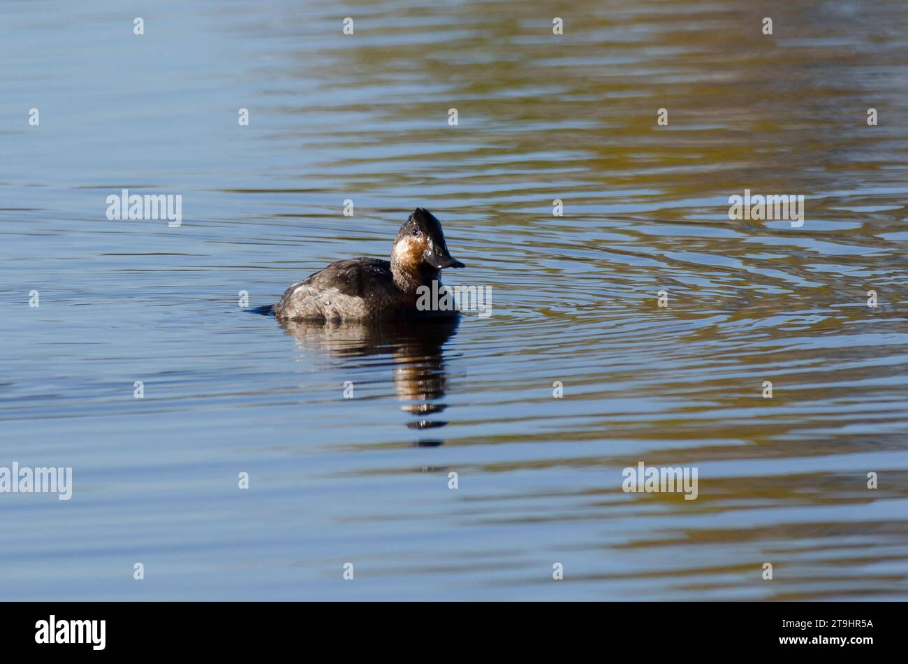 Ruddy drake oxyura jamaicensis hi-res stock photography and images - Alamy