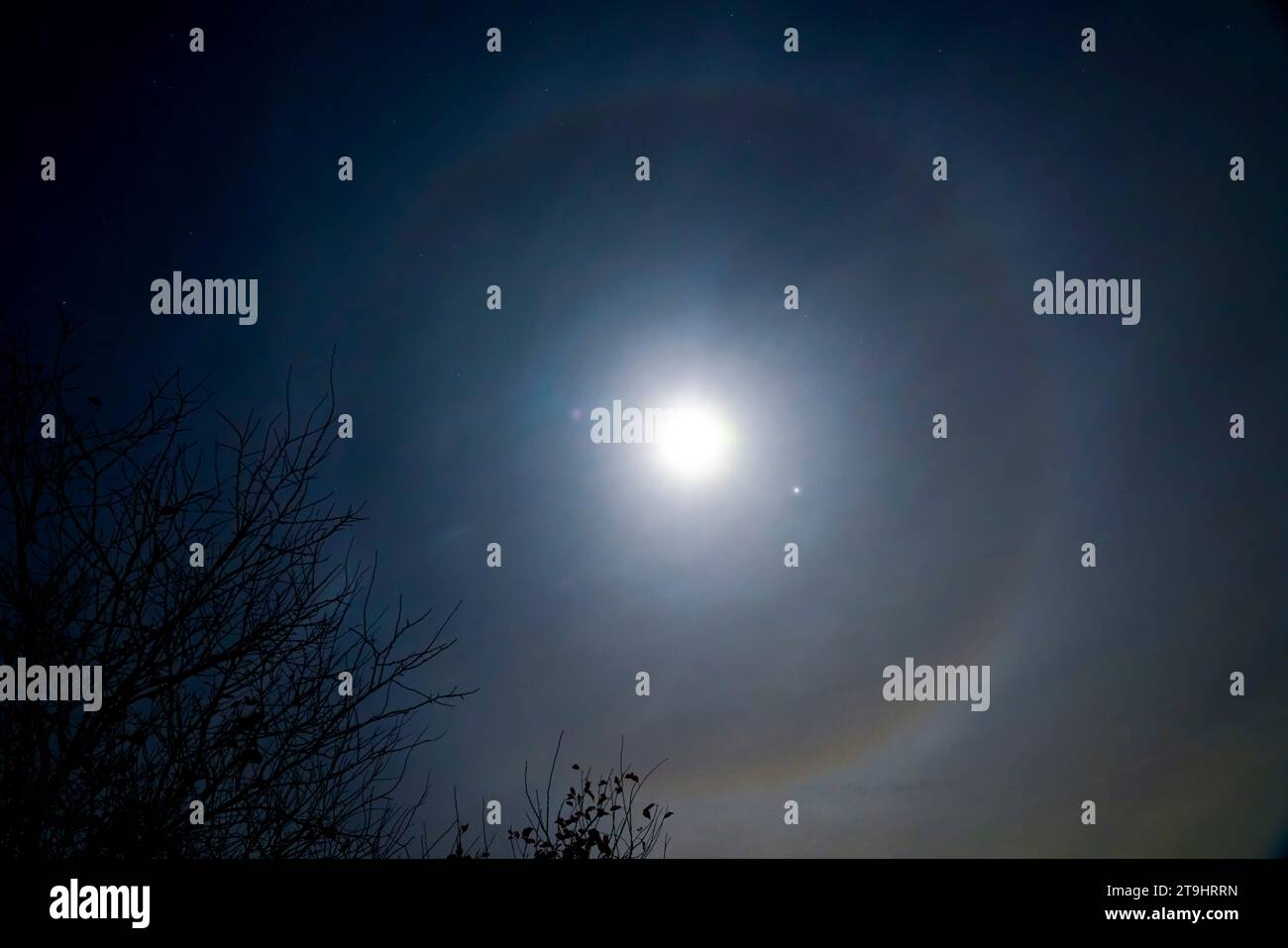Hertford, UK 25th November 2023. A moon halo, an optical illusion that ...