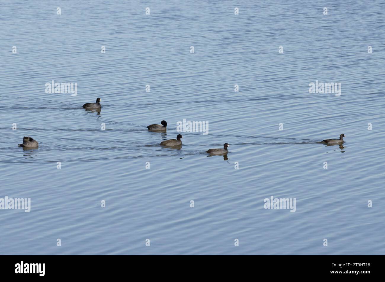 American Coots, Fulica americana Stock Photo - Alamy
