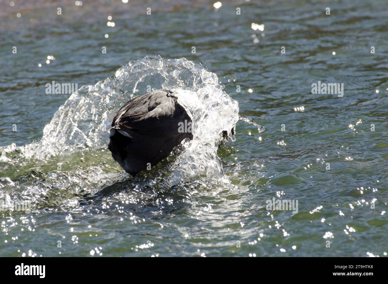 American Coot, Fulica americana, foraging under heavy current in inflow ...